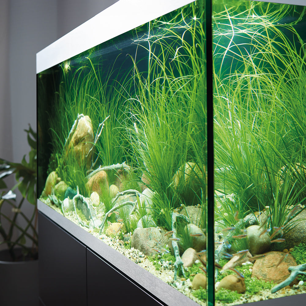 OASE Indoor Aquariums | Australia